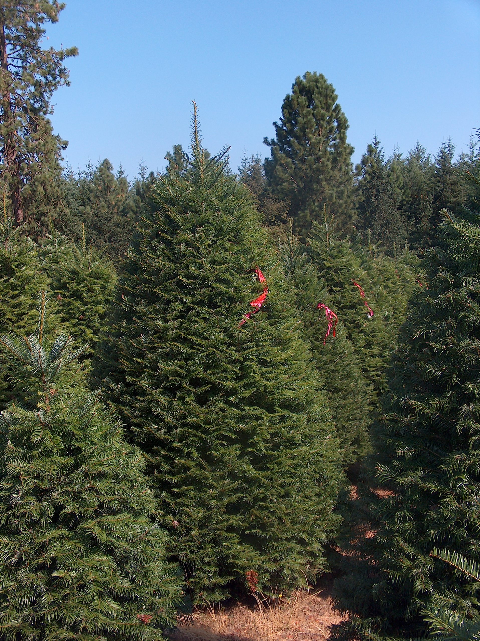 9' - 10' Grand Fir - Santa & Sons Christmas Trees