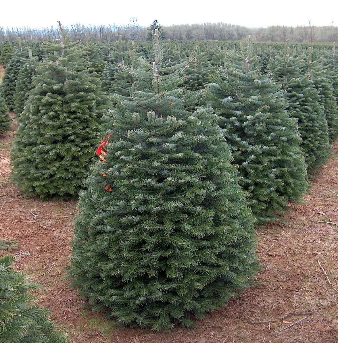 5' - 6' Premium Nordmann Fir - Santa & Sons Christmas Trees