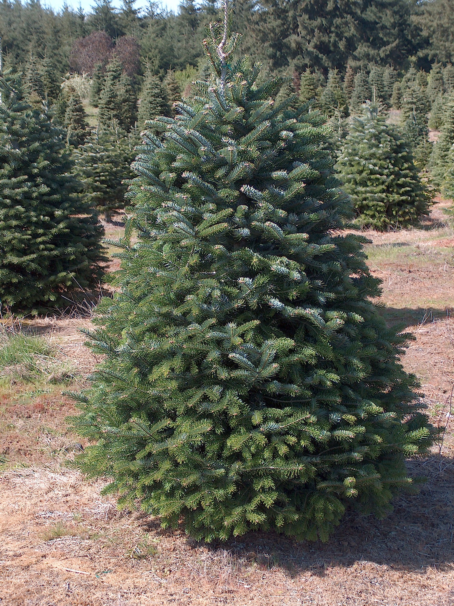 6' - 7' Premium Nordmann Fir - Santa & Sons Christmas Trees
